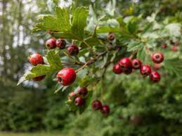 Ensemble Ici - Balade Botanique axée reconnaissance petits fruits ...